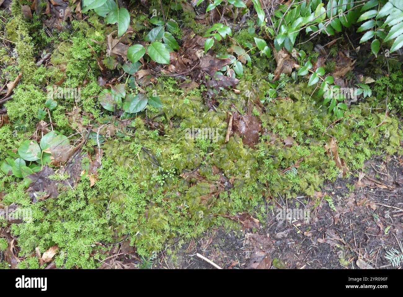 stairstep moss (Hylocomium splendens Stock Photo - Alamy