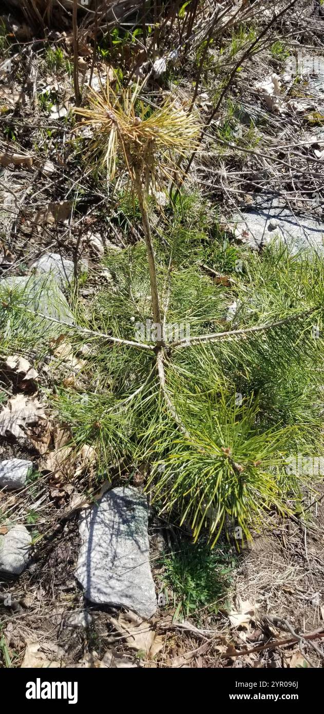 pitch pine (Pinus rigida Stock Photo - Alamy