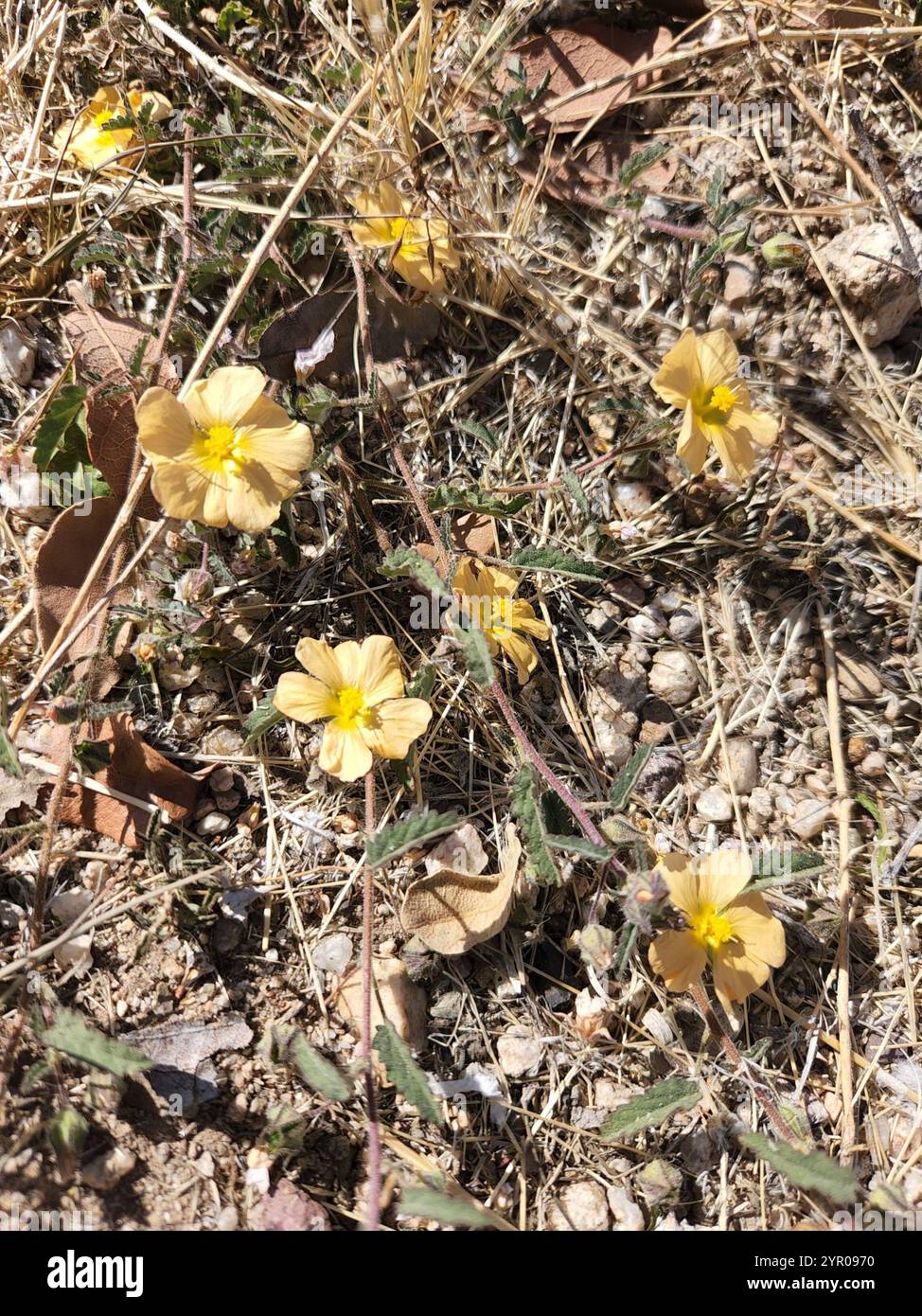 spreading sida (Sida abutilifolia Stock Photo - Alamy