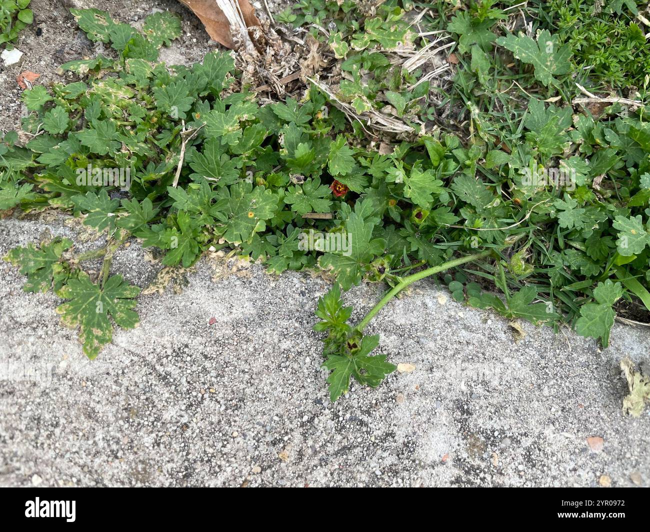 Carolina Bristlemallow (Modiola caroliniana Stock Photo - Alamy