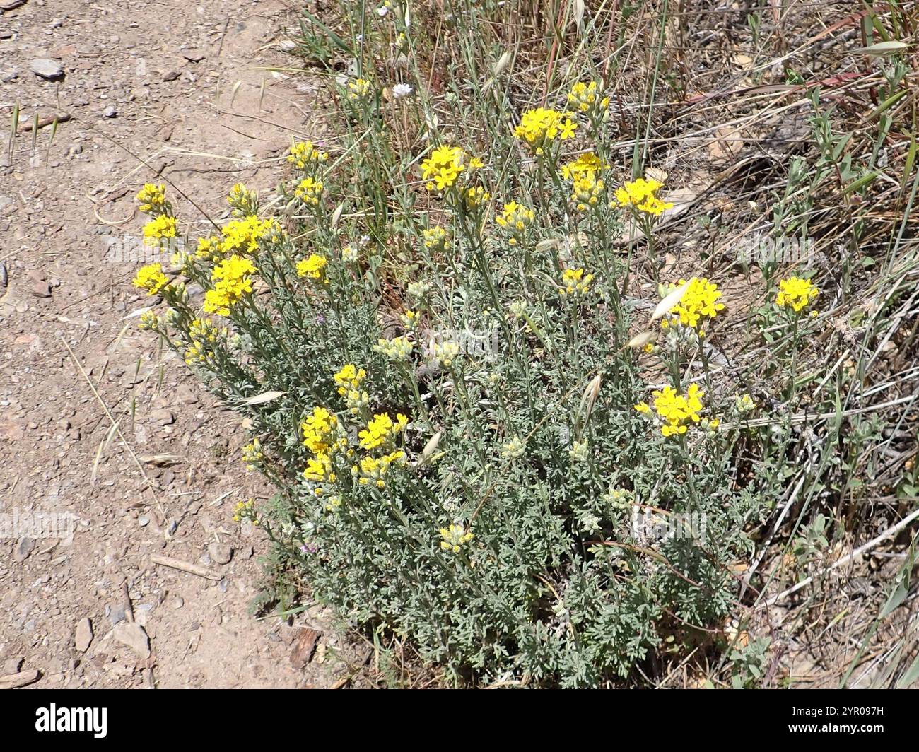 Golden Yarrow (Eriophyllum confertiflorum Stock Photo - Alamy