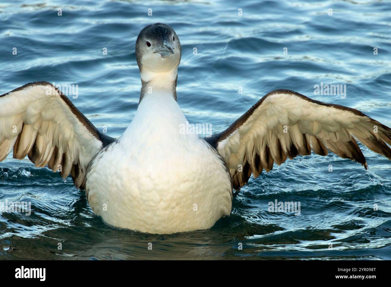 Common loon (Gavia immer), Public Fishing Pier, Newport, Oregon Stock ...