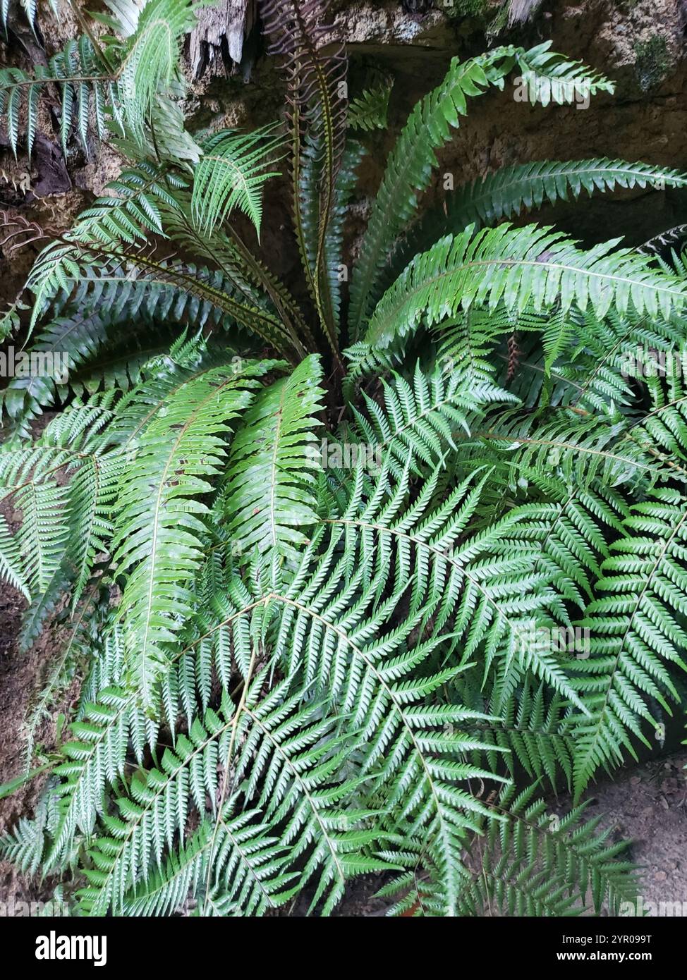 silver fern (Cyathea dealbata Stock Photo - Alamy
