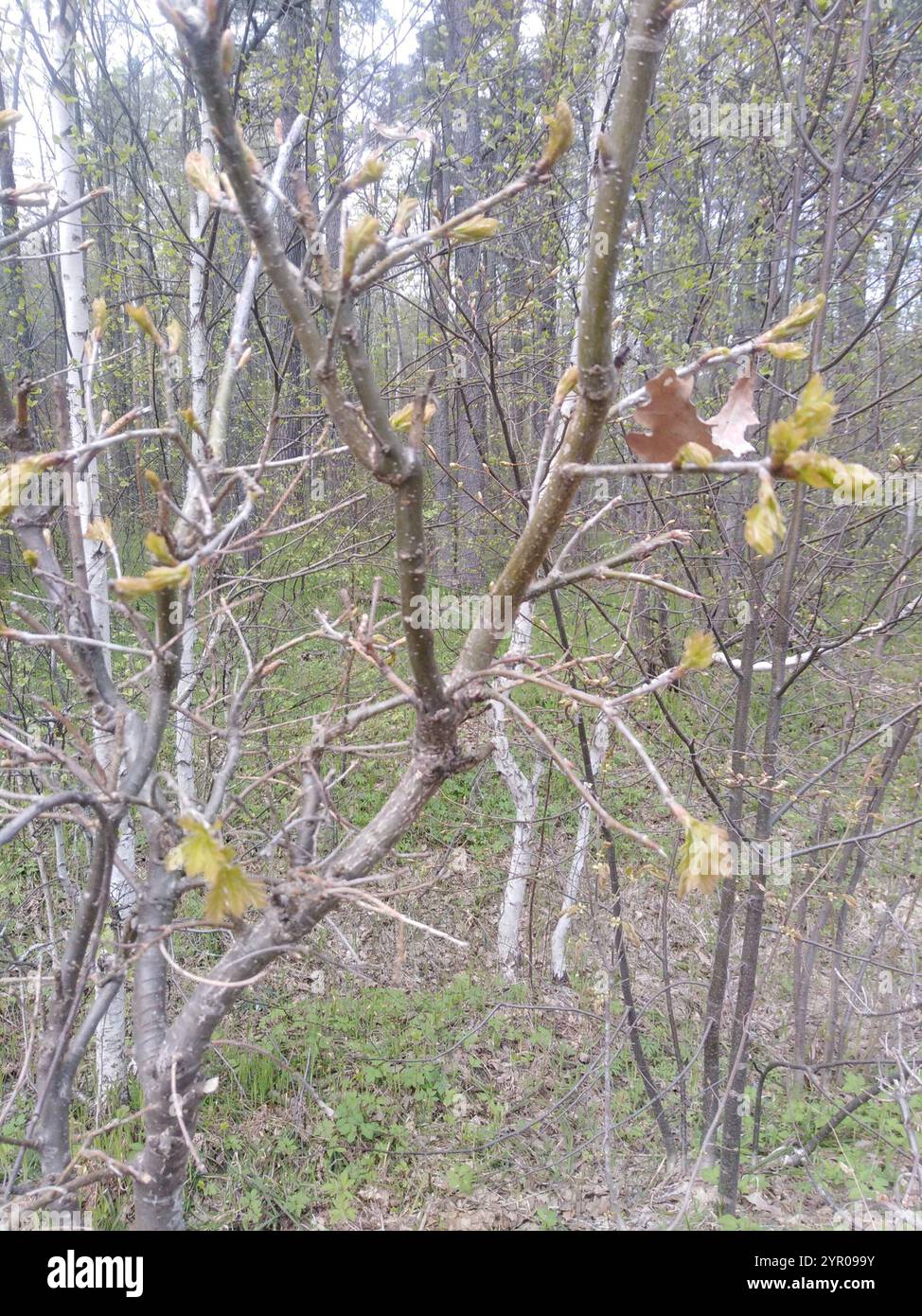 English oak (Quercus robur Stock Photo - Alamy