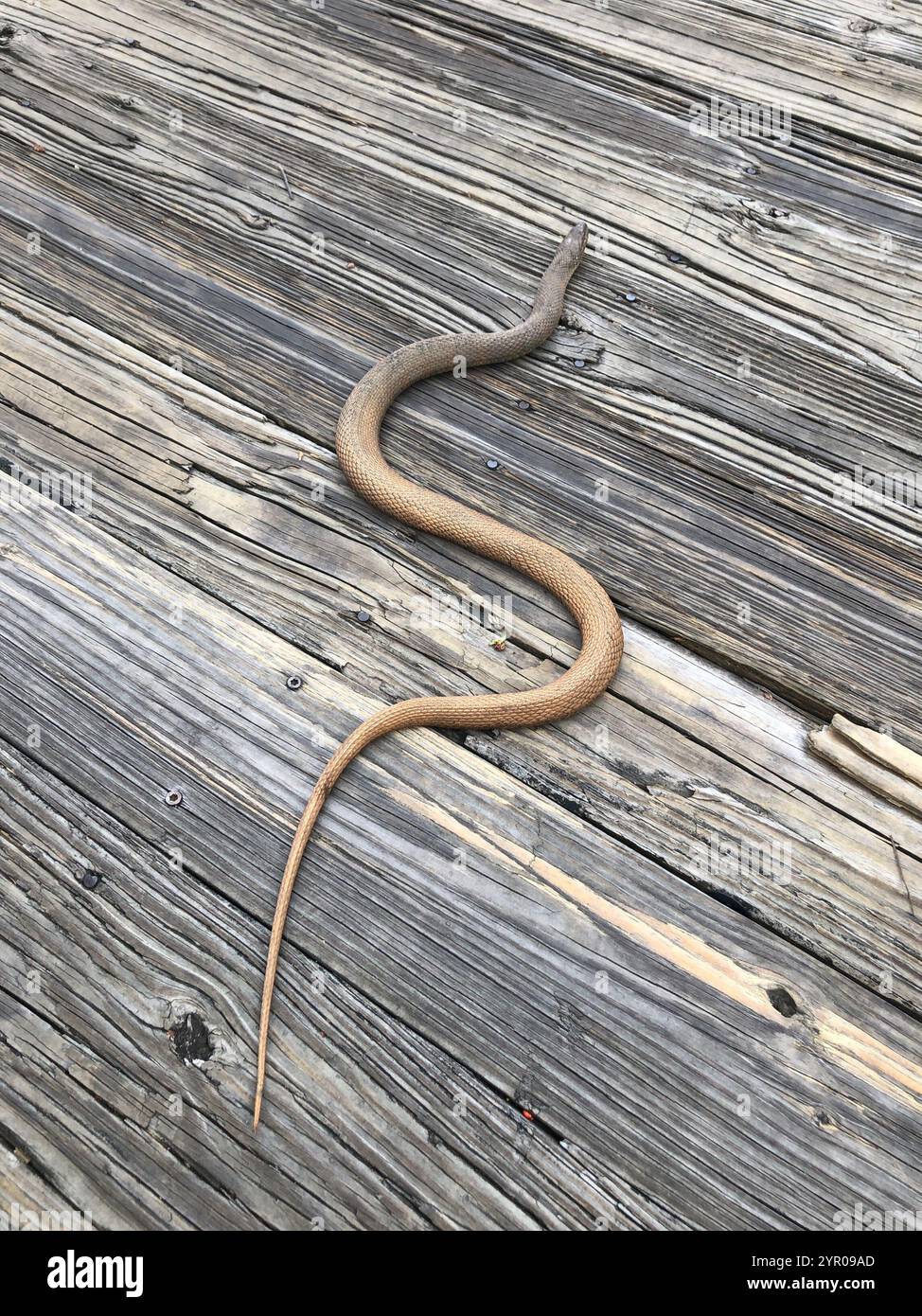 Northern Watersnake (Nerodia sipedon sipedon Stock Photo - Alamy