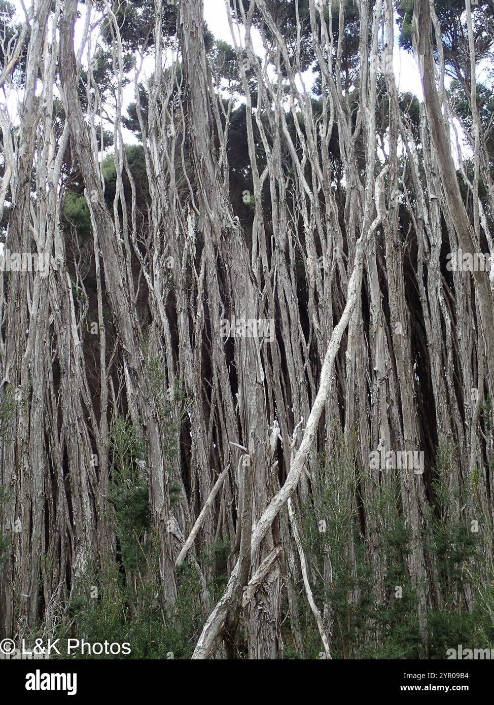 Swamp Paperbark (Melaleuca ericifolia Stock Photo - Alamy