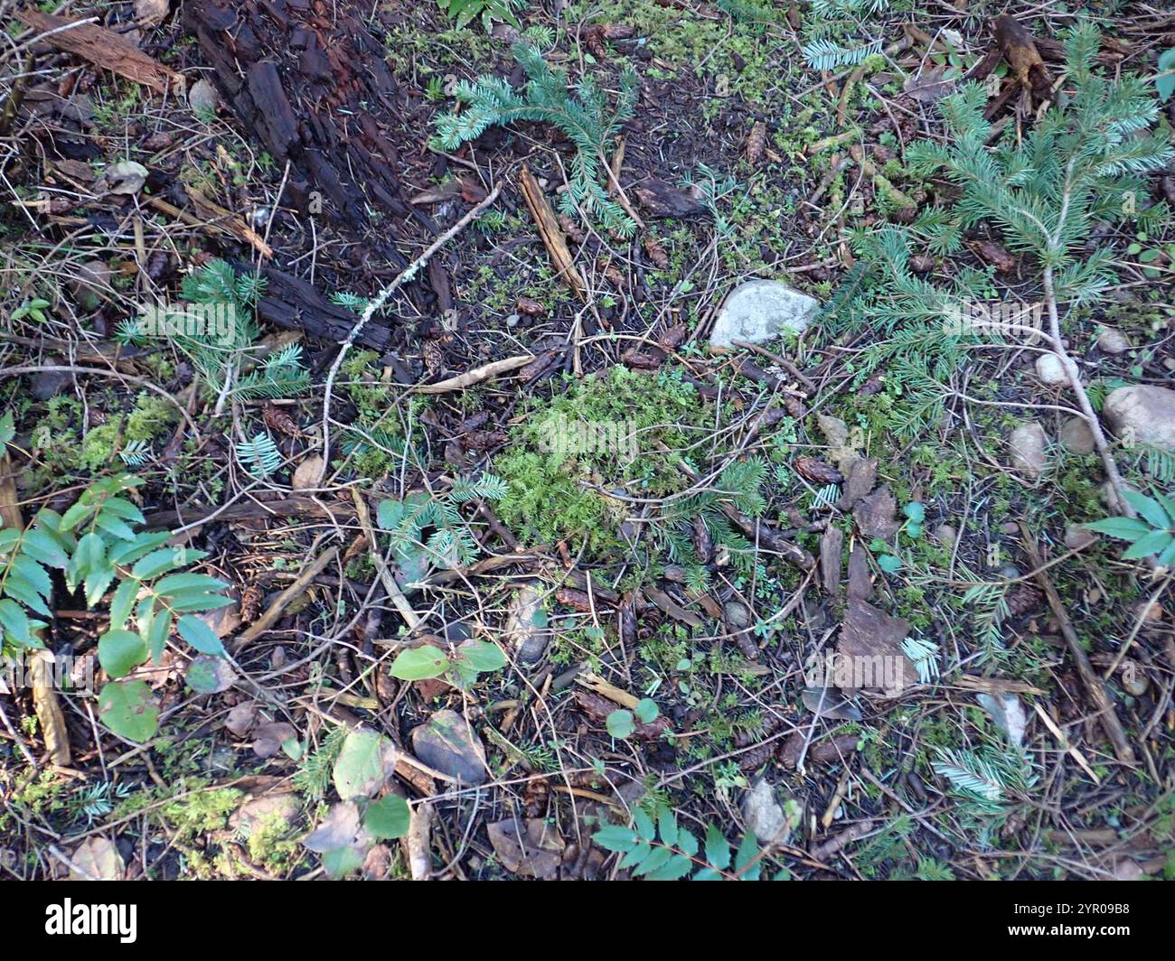 Oregon Beaked Moss (Kindbergia oregana Stock Photo - Alamy