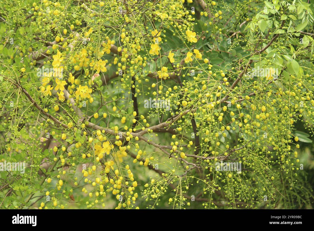 Golden shower tree (Cassia fistula Stock Photo - Alamy