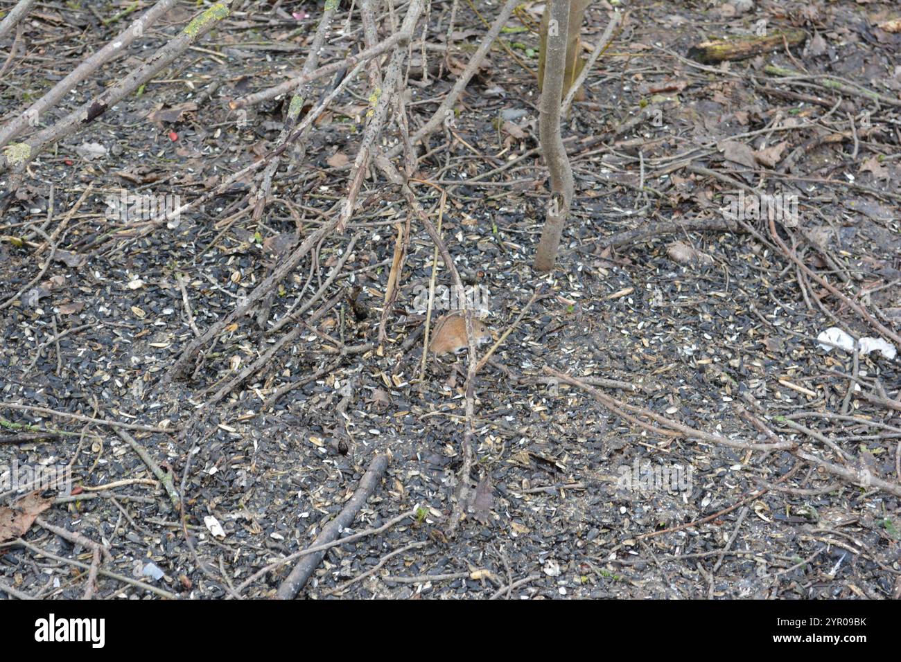 Striped Field Mouse (Apodemus agrarius Stock Photo - Alamy