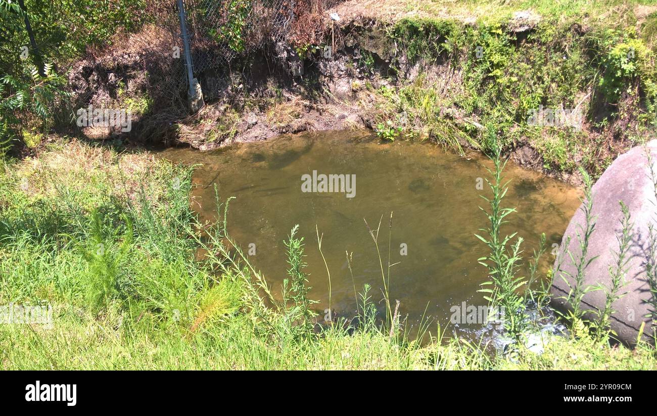 Florida Gar (Lepisosteus platyrhincus Stock Photo - Alamy