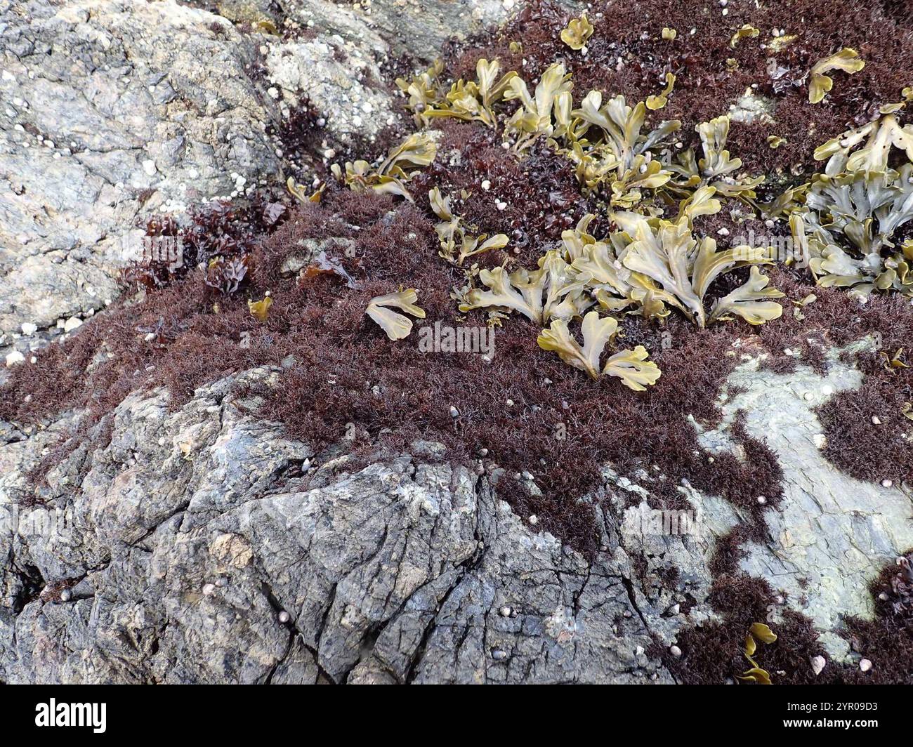 Scouring-pad alga (Endocladia muricata Stock Photo - Alamy