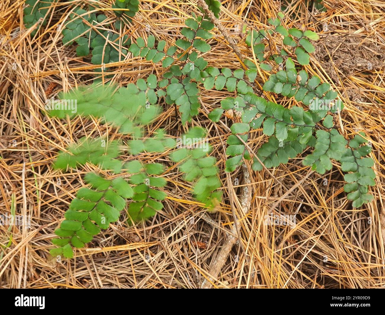 Cunningham's maidenhair (Adiantum cunninghamii Stock Photo - Alamy