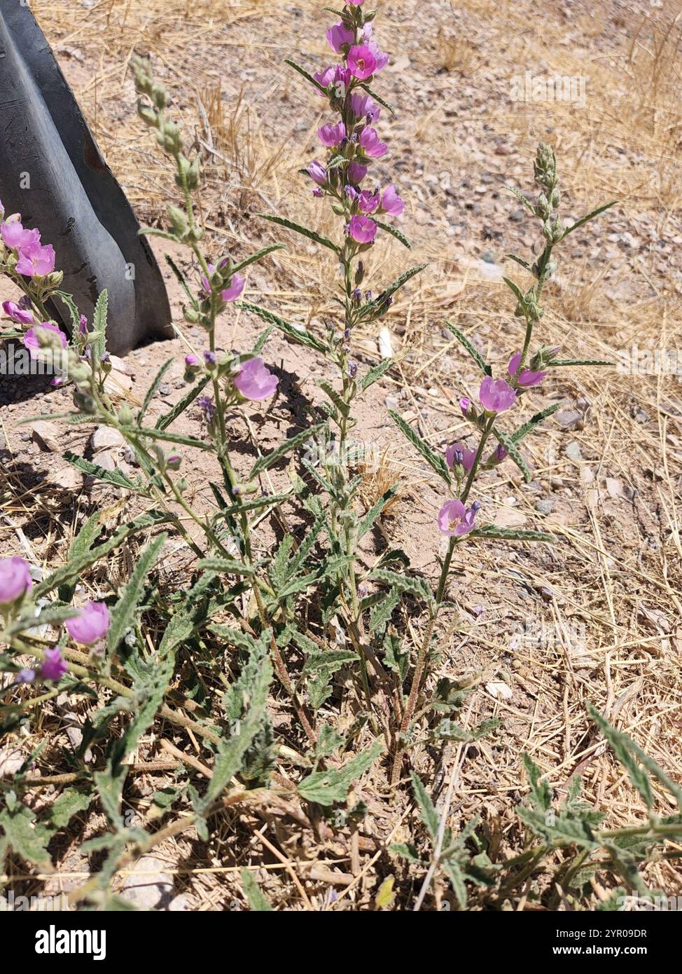 narrowleaf globemallow (Sphaeralcea angustifolia Stock Photo - Alamy
