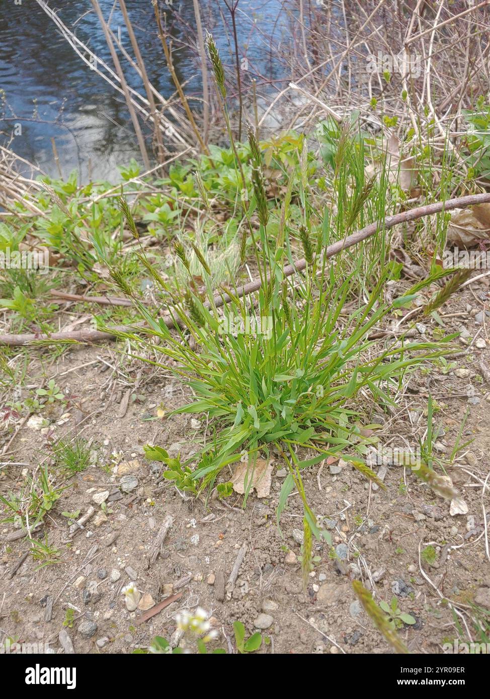 sweet vernal grass (Anthoxanthum odoratum Stock Photo - Alamy