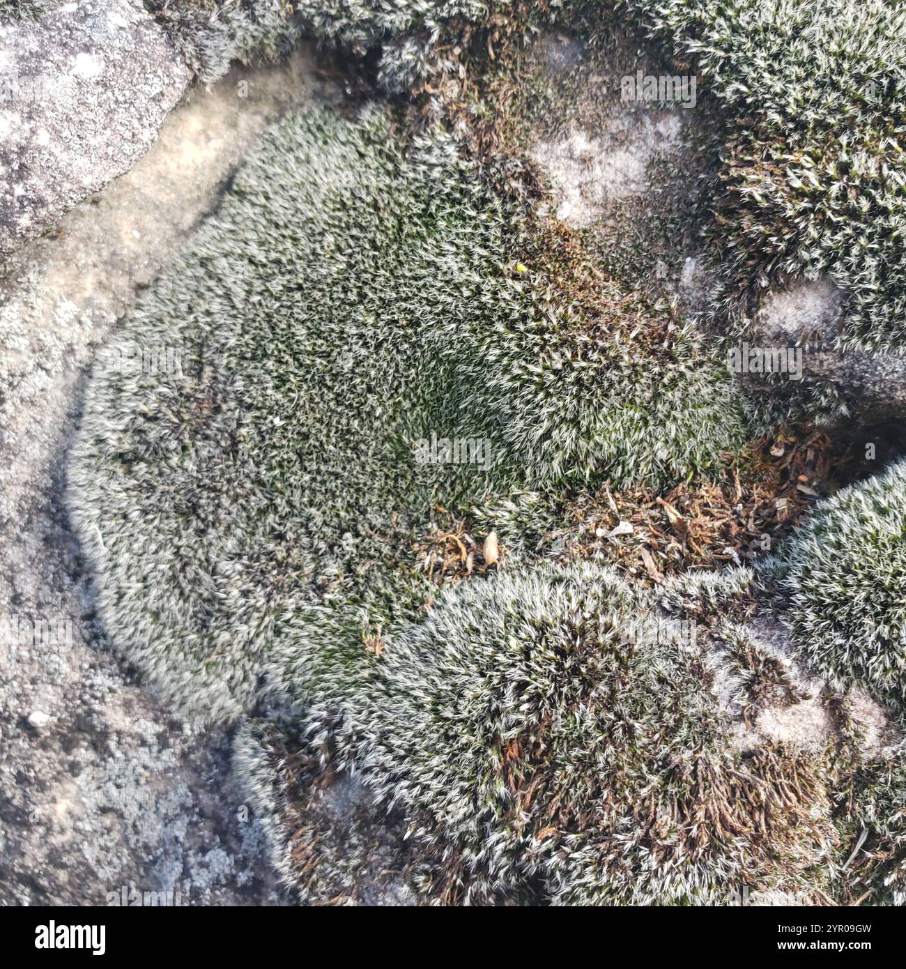 Rock Mosses (Grimmiaceae Stock Photo - Alamy