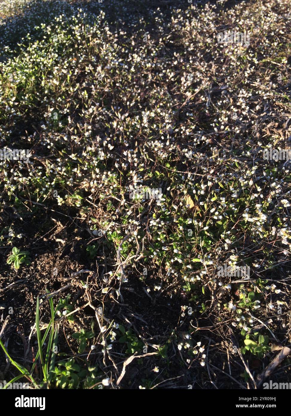 Common Whitlowgrass (Draba verna Stock Photo - Alamy
