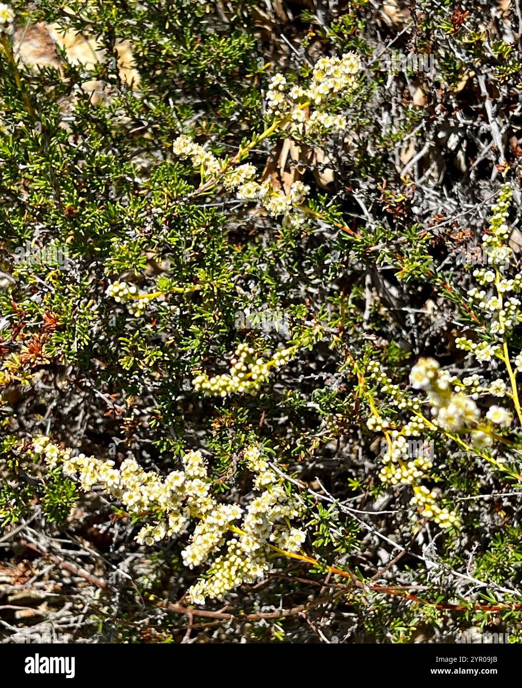 chamise (Adenostoma fasciculatum Stock Photo - Alamy