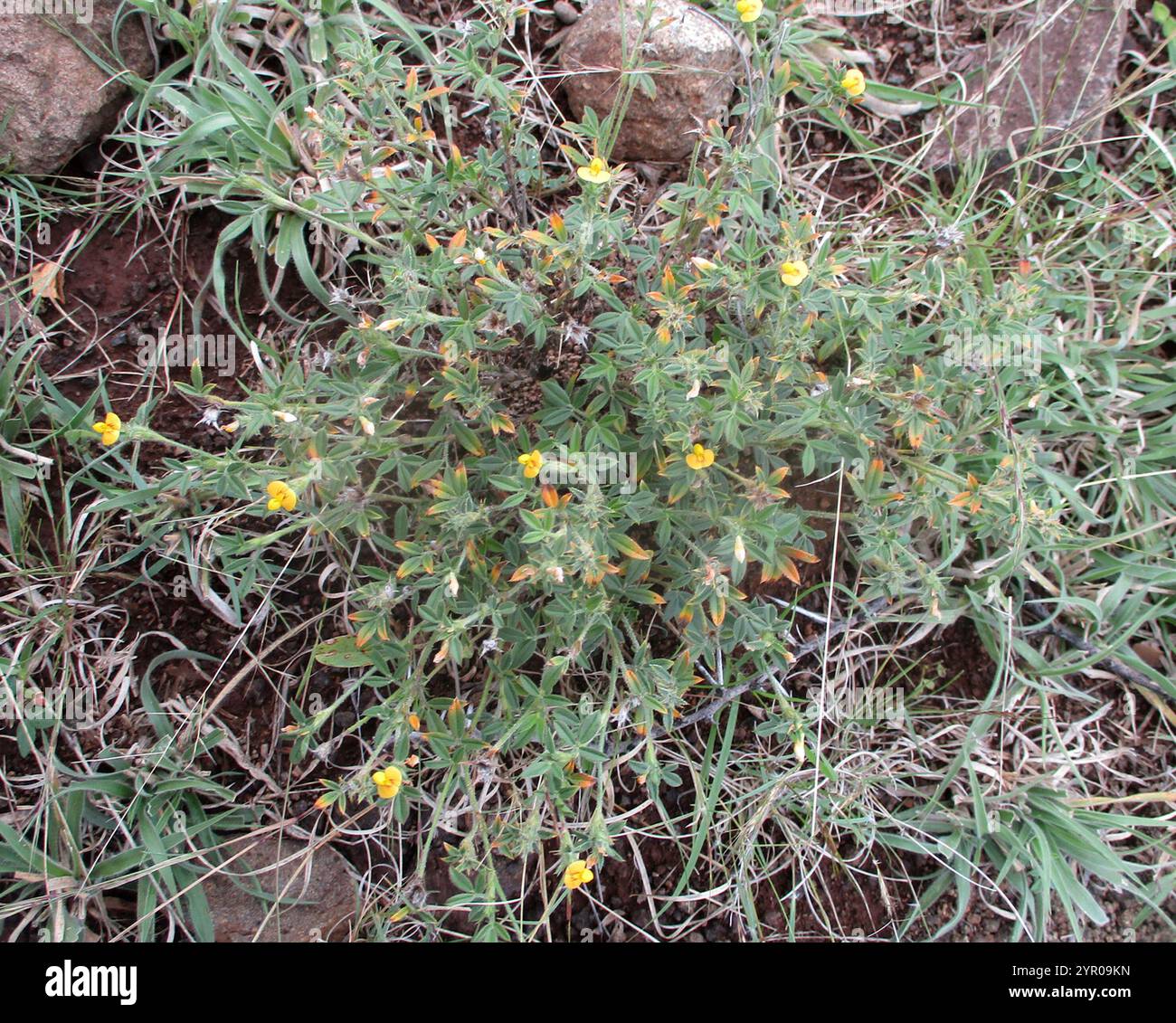 Stylosanthes fruticosa hi-res stock photography and images - Alamy