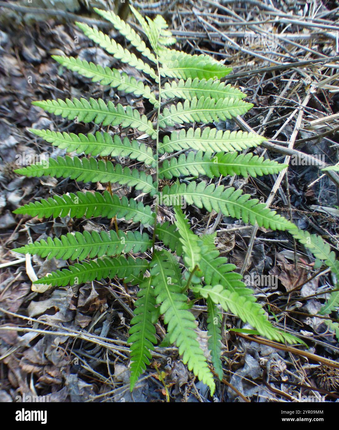 Virginia chainfern (Woodwardia virginica Stock Photo - Alamy