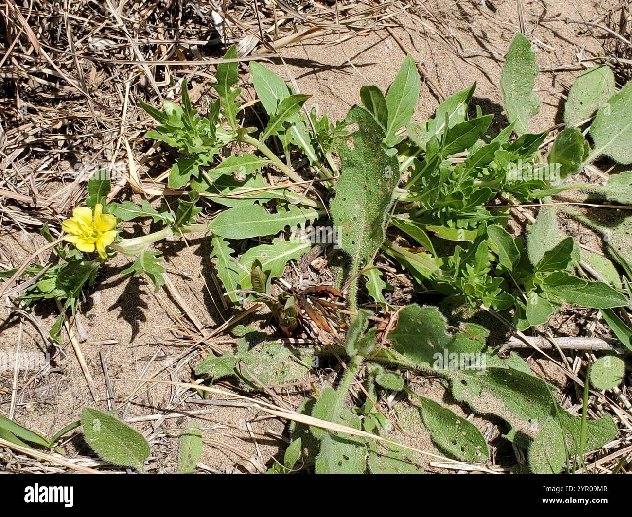 cutleaf evening primrose (Oenothera laciniata Stock Photo - Alamy
