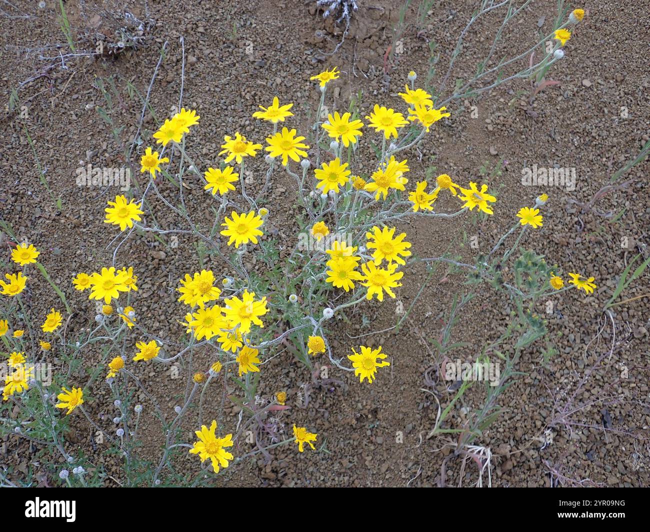 common woolly sunflower (Eriophyllum lanatum Stock Photo - Alamy