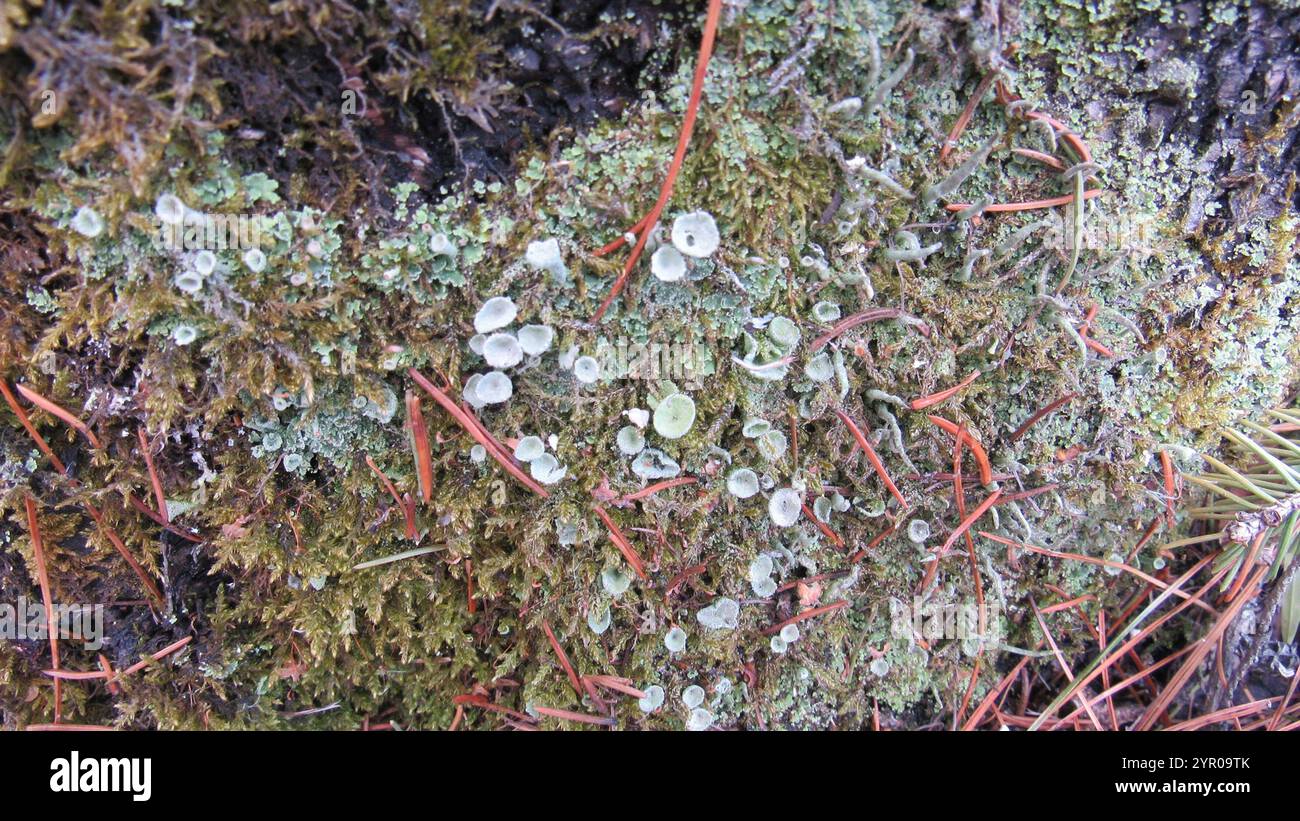 pixie cup and reindeer lichens (Cladonia Stock Photo - Alamy