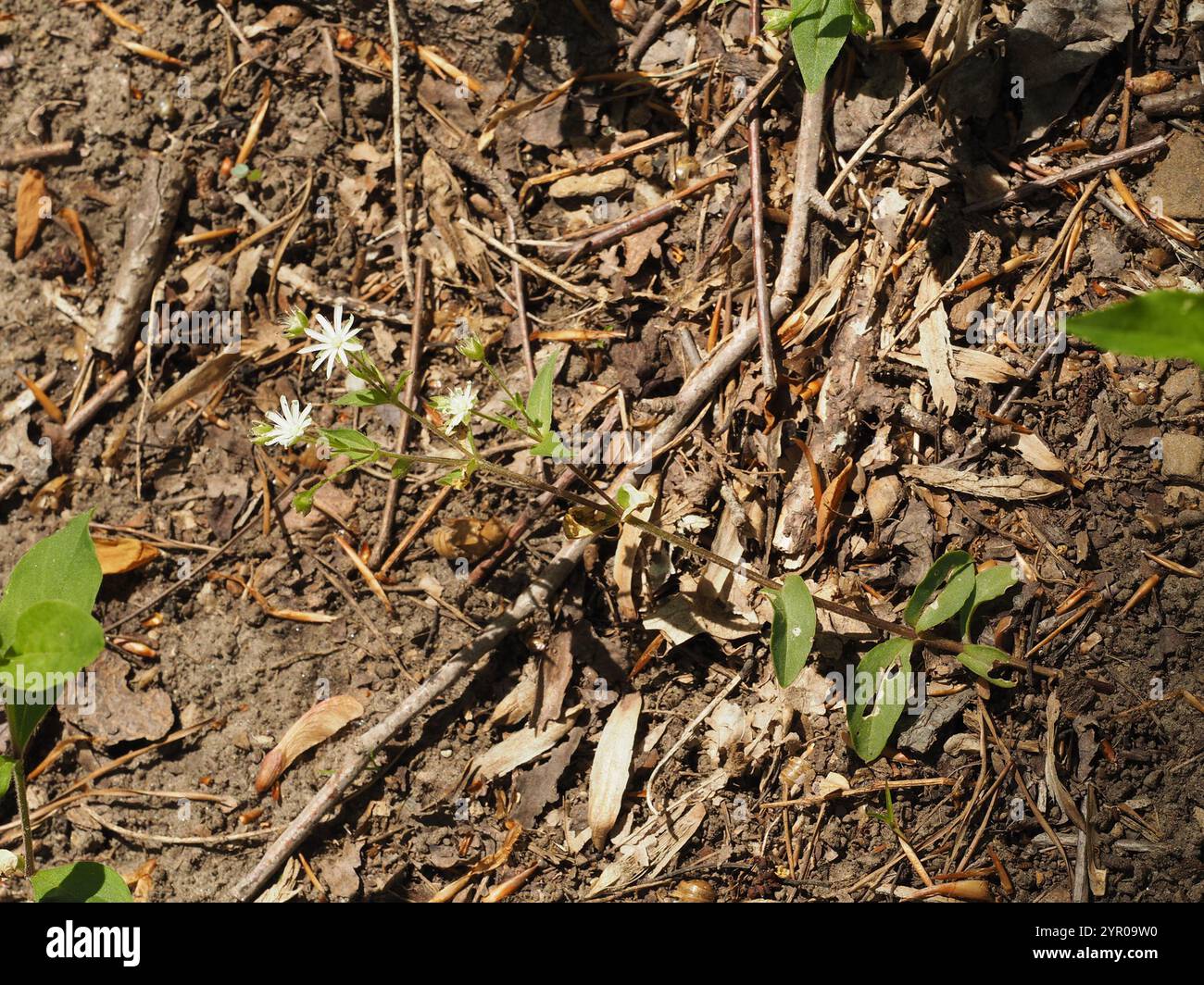 star chickweed (Stellaria pubera Stock Photo - Alamy