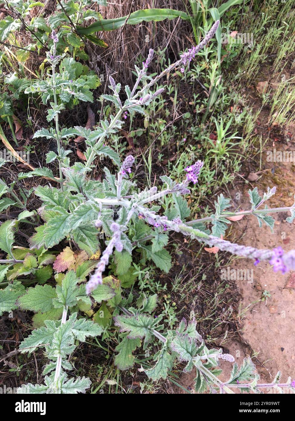 Western vervain verbena lasiostachys hi-res stock photography and ...