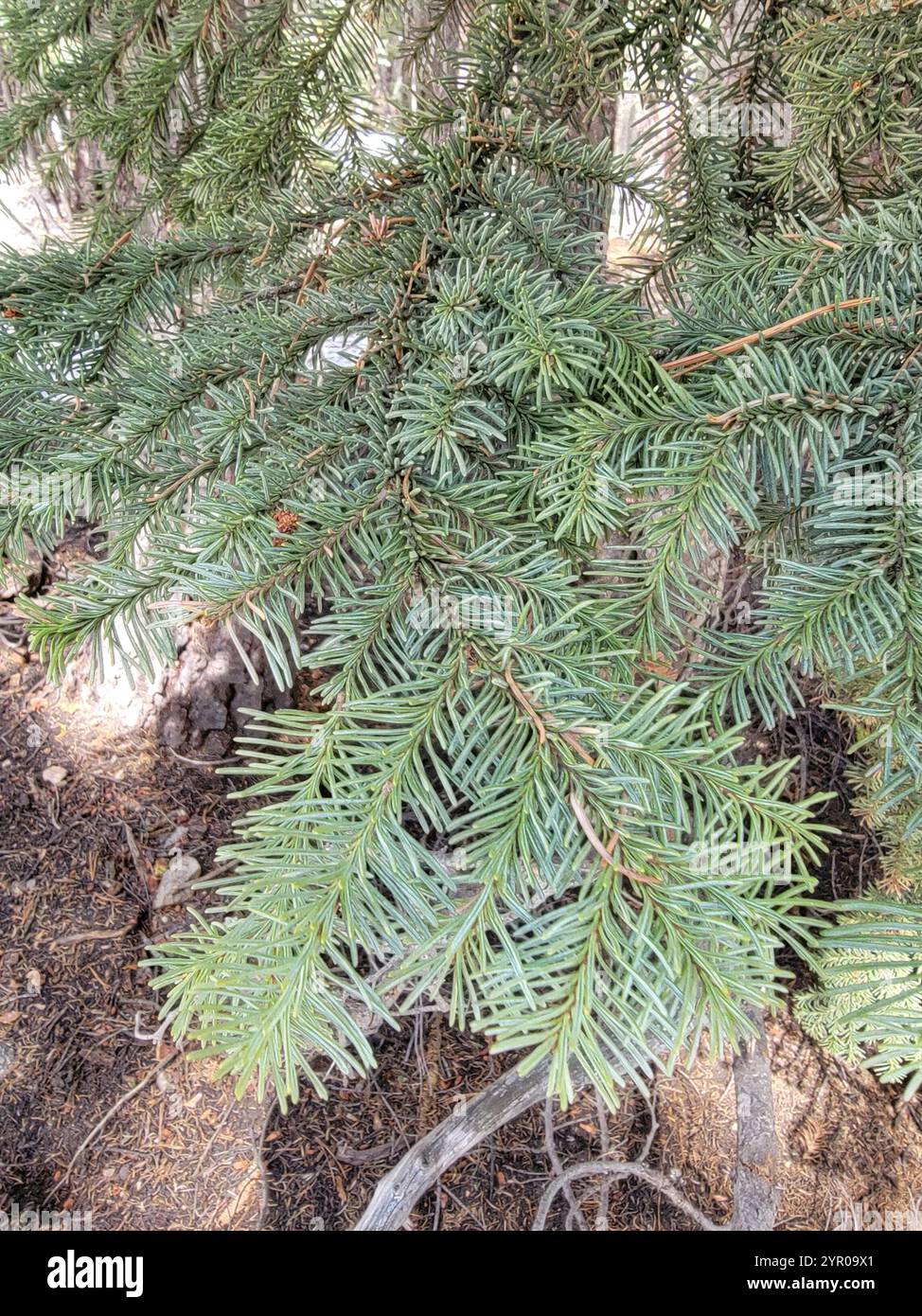 red fir (Abies magnifica Stock Photo - Alamy