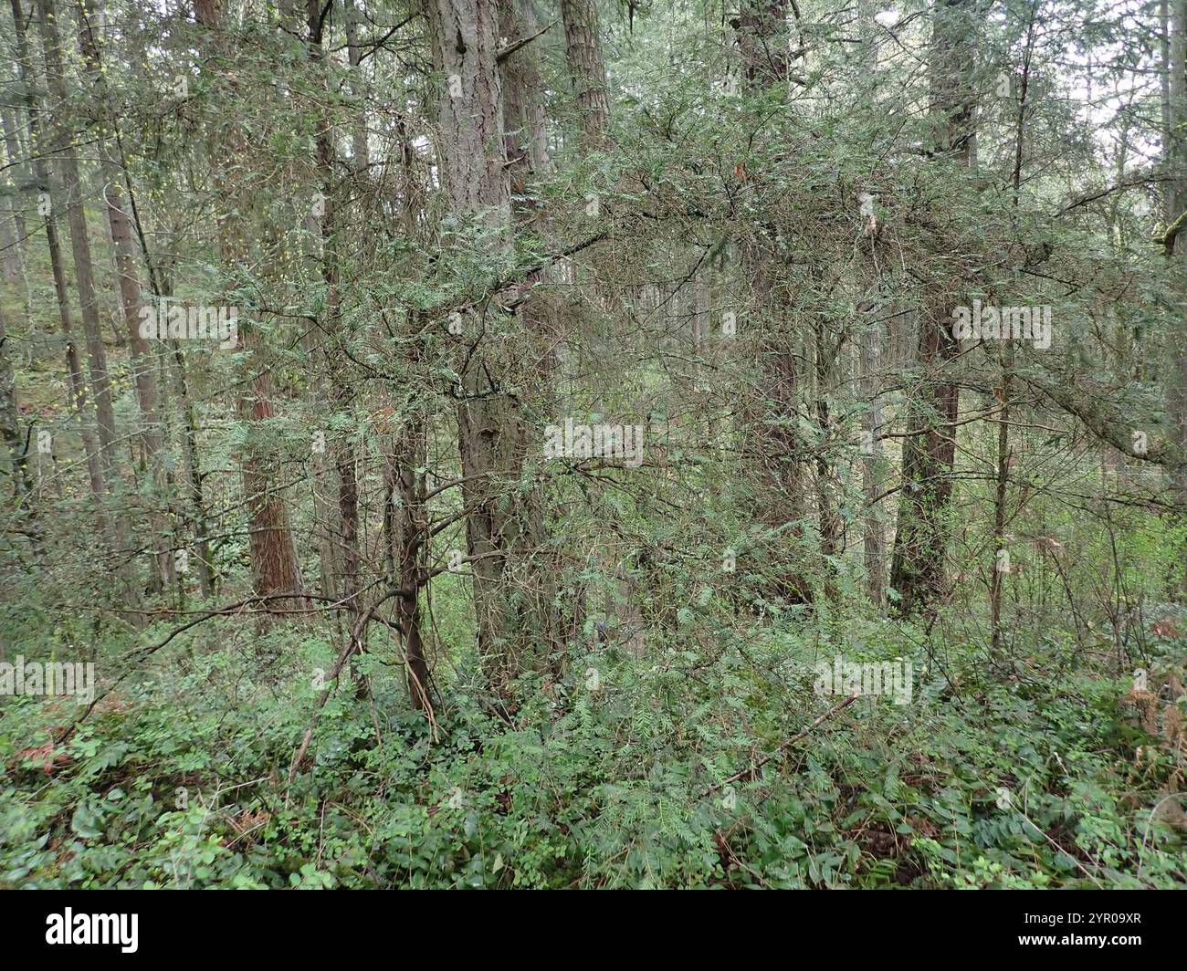 Pacific yew (Taxus brevifolia Stock Photo - Alamy