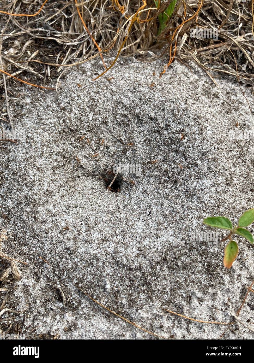 Buren's Pyramid Ant (Dorymyrmex bureni Stock Photo - Alamy
