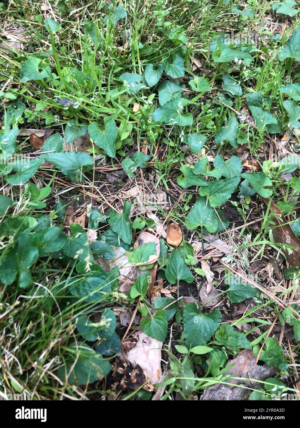 Le Conte's Violet (Viola affinis Stock Photo - Alamy