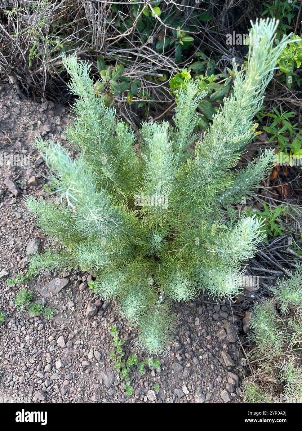 California sagebrush (Artemisia californica Stock Photo - Alamy