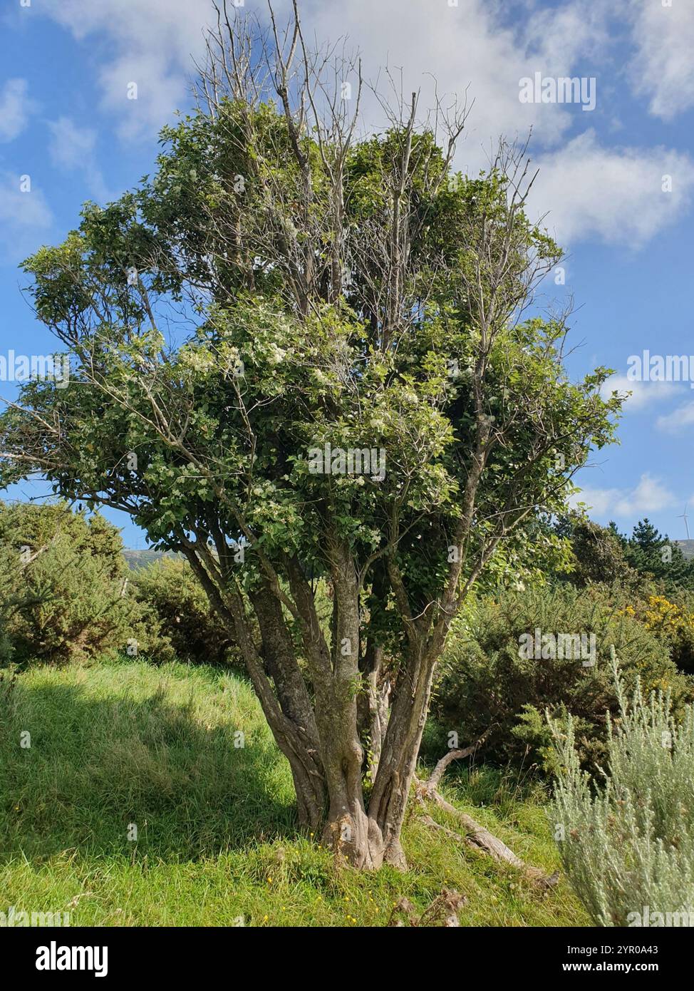 Hoheria populnea hi-res stock photography and images - Alamy