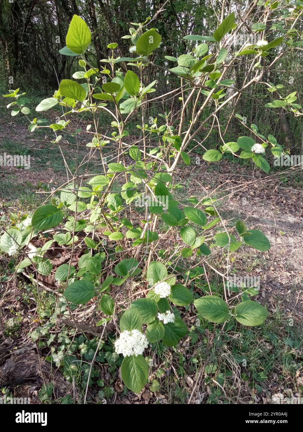 Wayfaring-tree (Viburnum lantana Stock Photo - Alamy