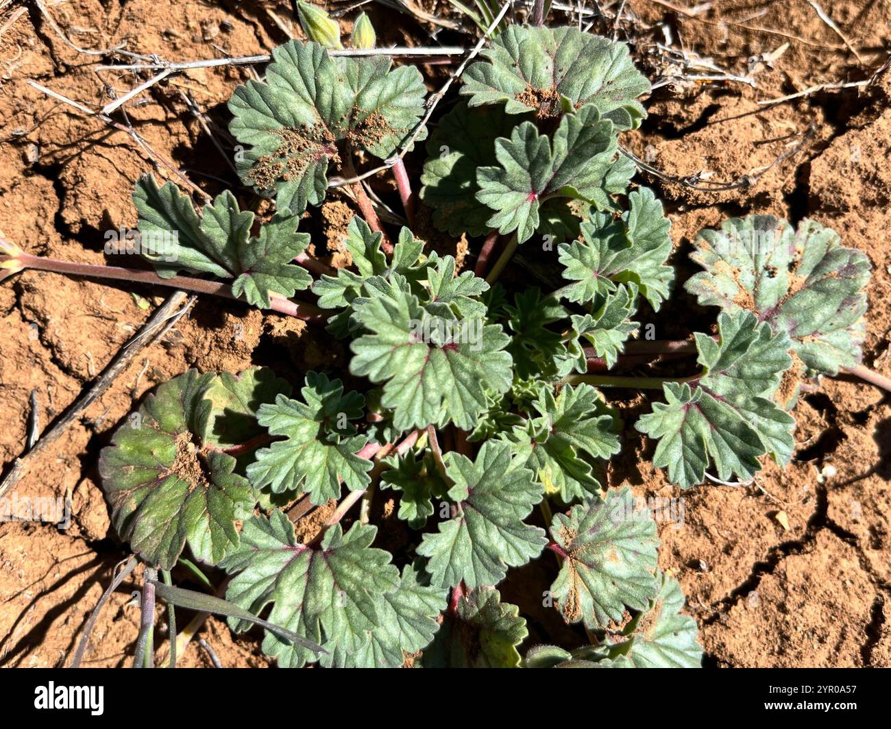 round-leaved filaree (California macrophylla Stock Photo - Alamy