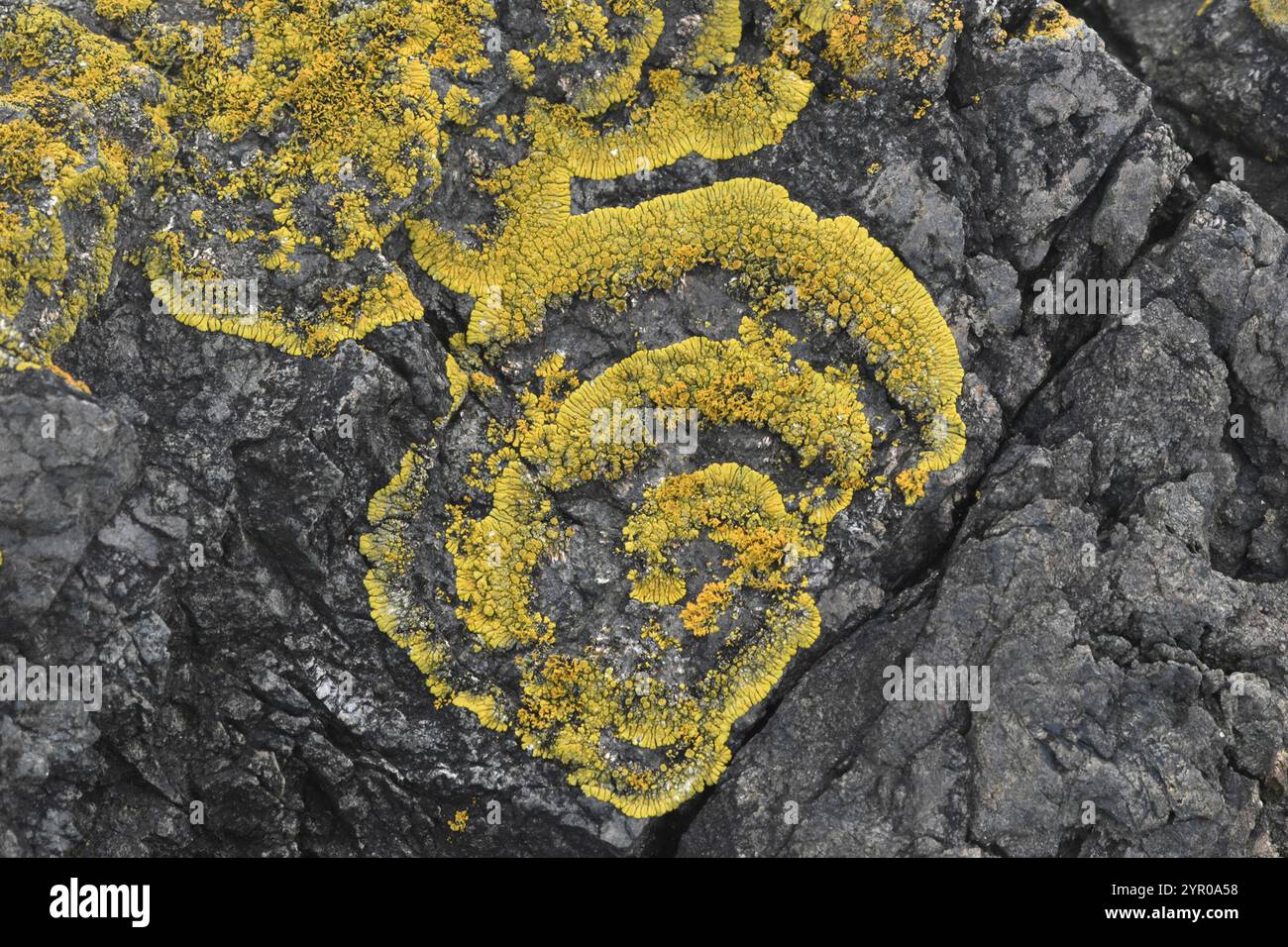 Ringed Firedot Lichen (Polycauliona verruculifera Stock Photo - Alamy