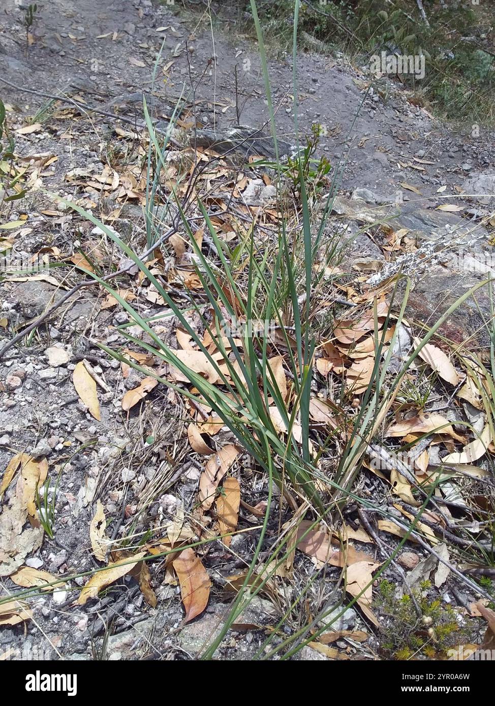 iron-grass (Lomandra multiflora dura Stock Photo - Alamy
