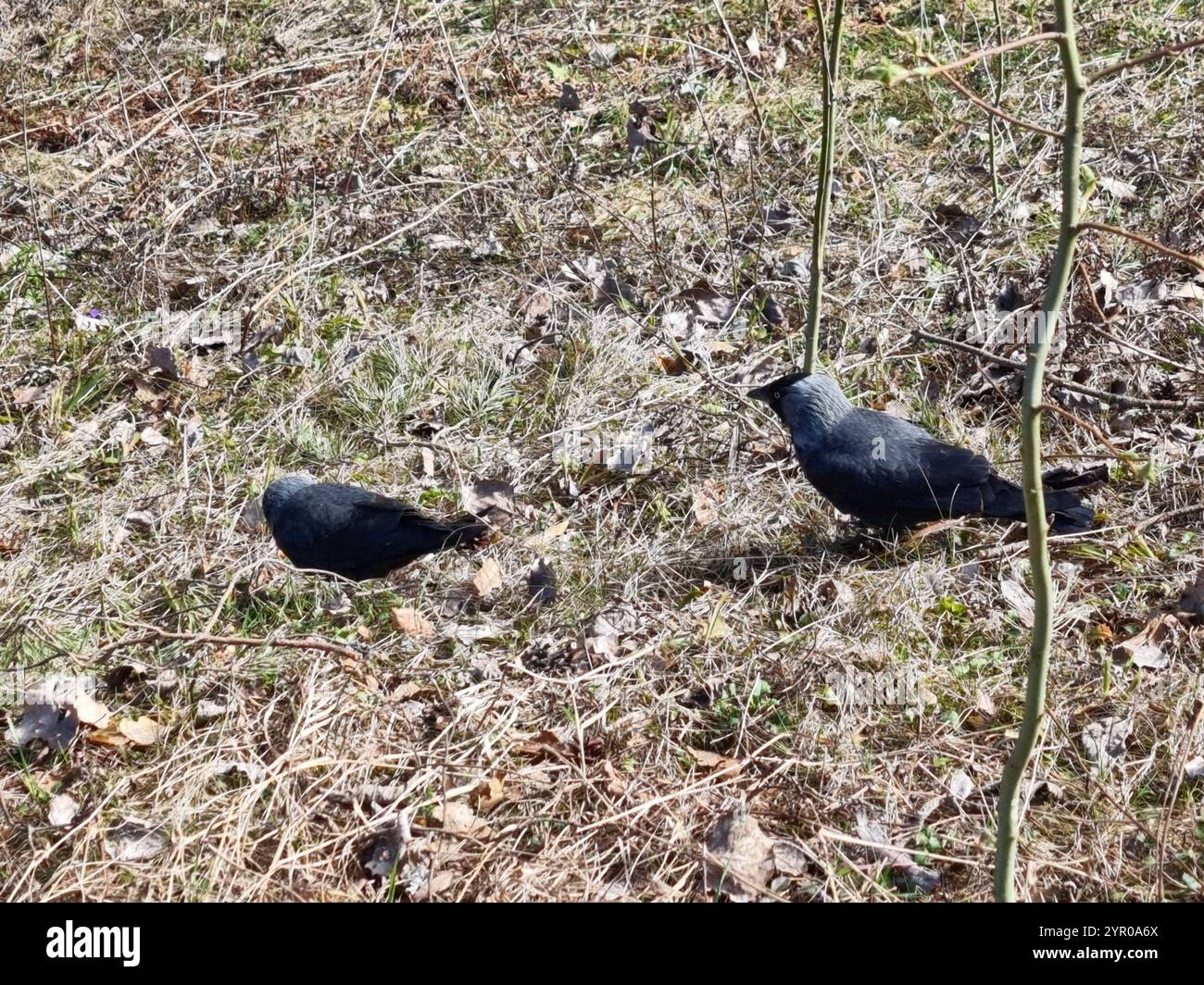 Eurasian Jackdaw (Coloeus monedula Stock Photo - Alamy