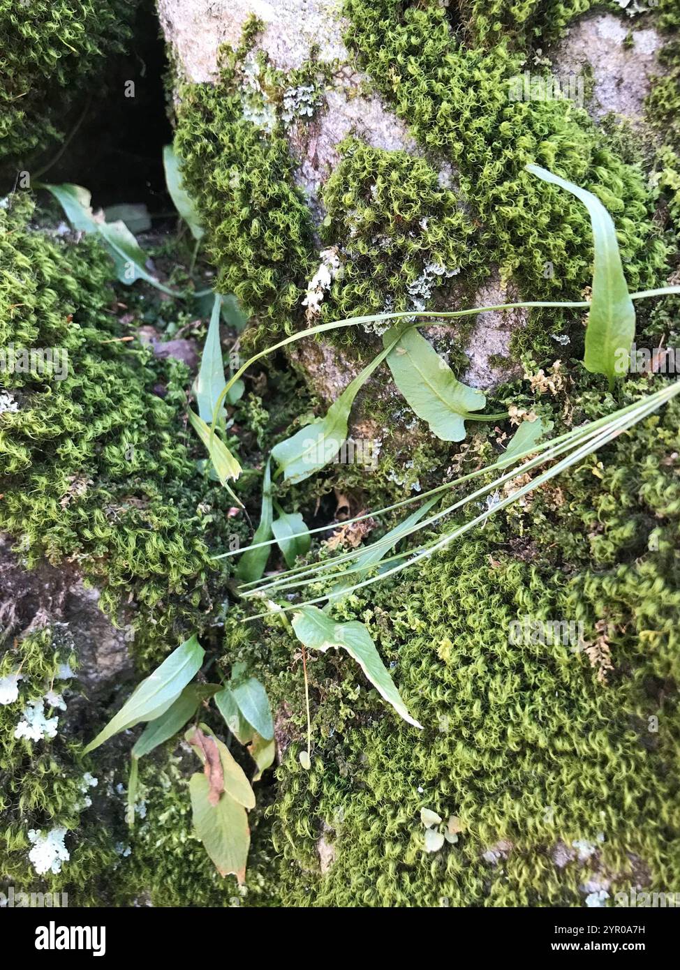 walking fern (Asplenium rhizophyllum Stock Photo - Alamy