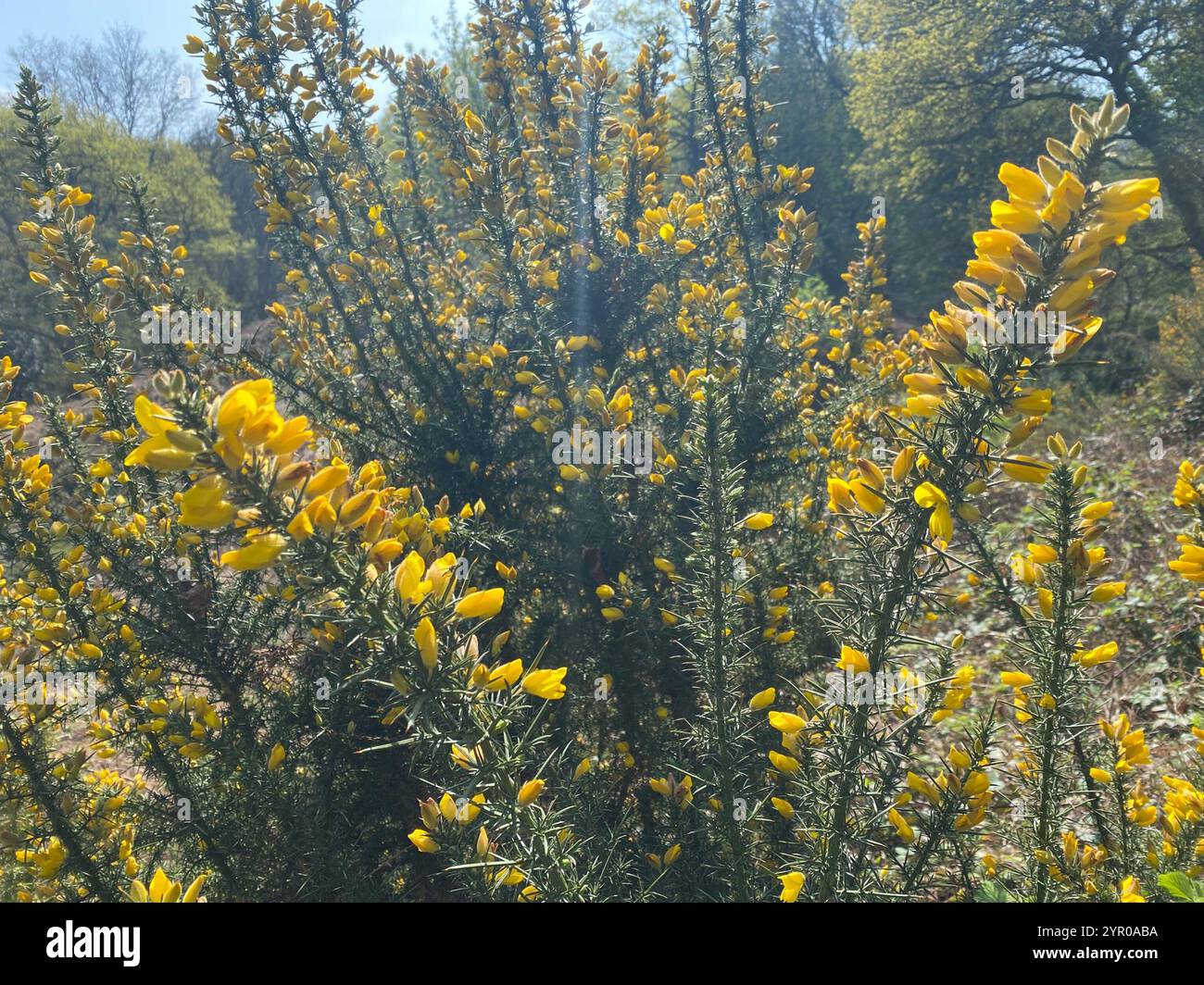 gorse (Ulex europaeus Stock Photo - Alamy