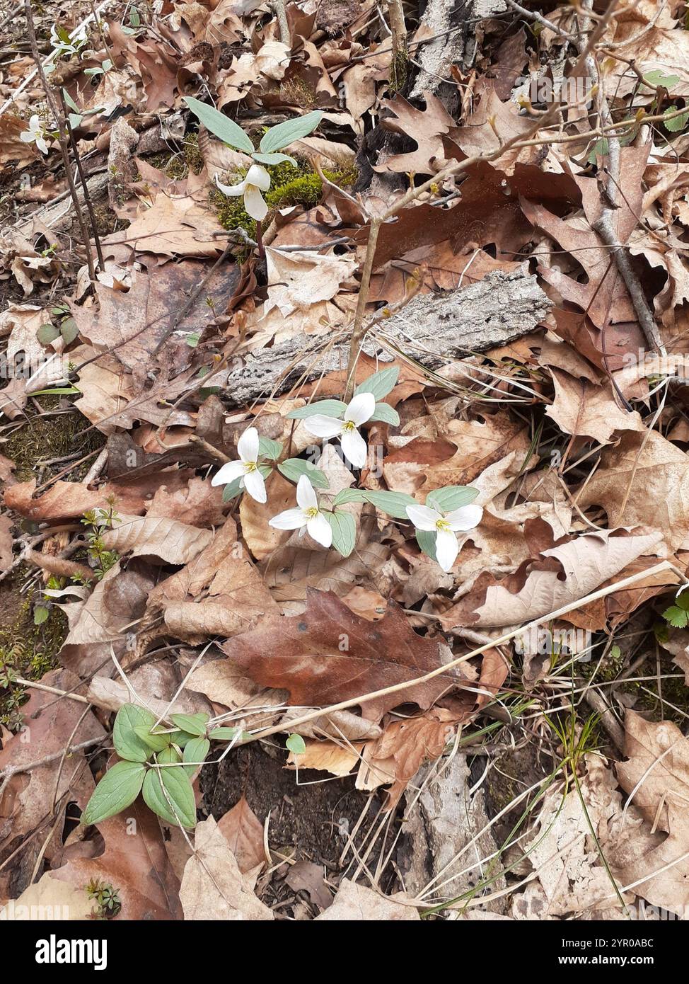 snow trillium (Trillium nivale Stock Photo - Alamy