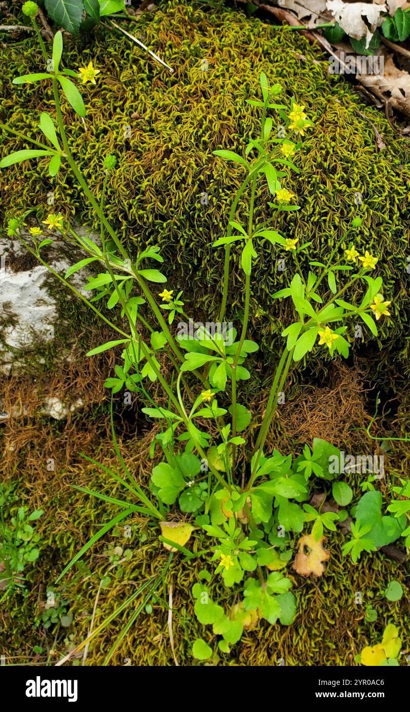 rock buttercup (Ranunculus micranthus Stock Photo - Alamy