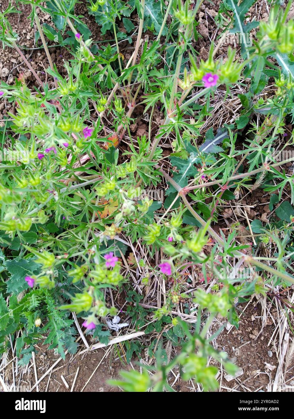 Cut-leaved crane's-bill (Geranium dissectum Stock Photo - Alamy