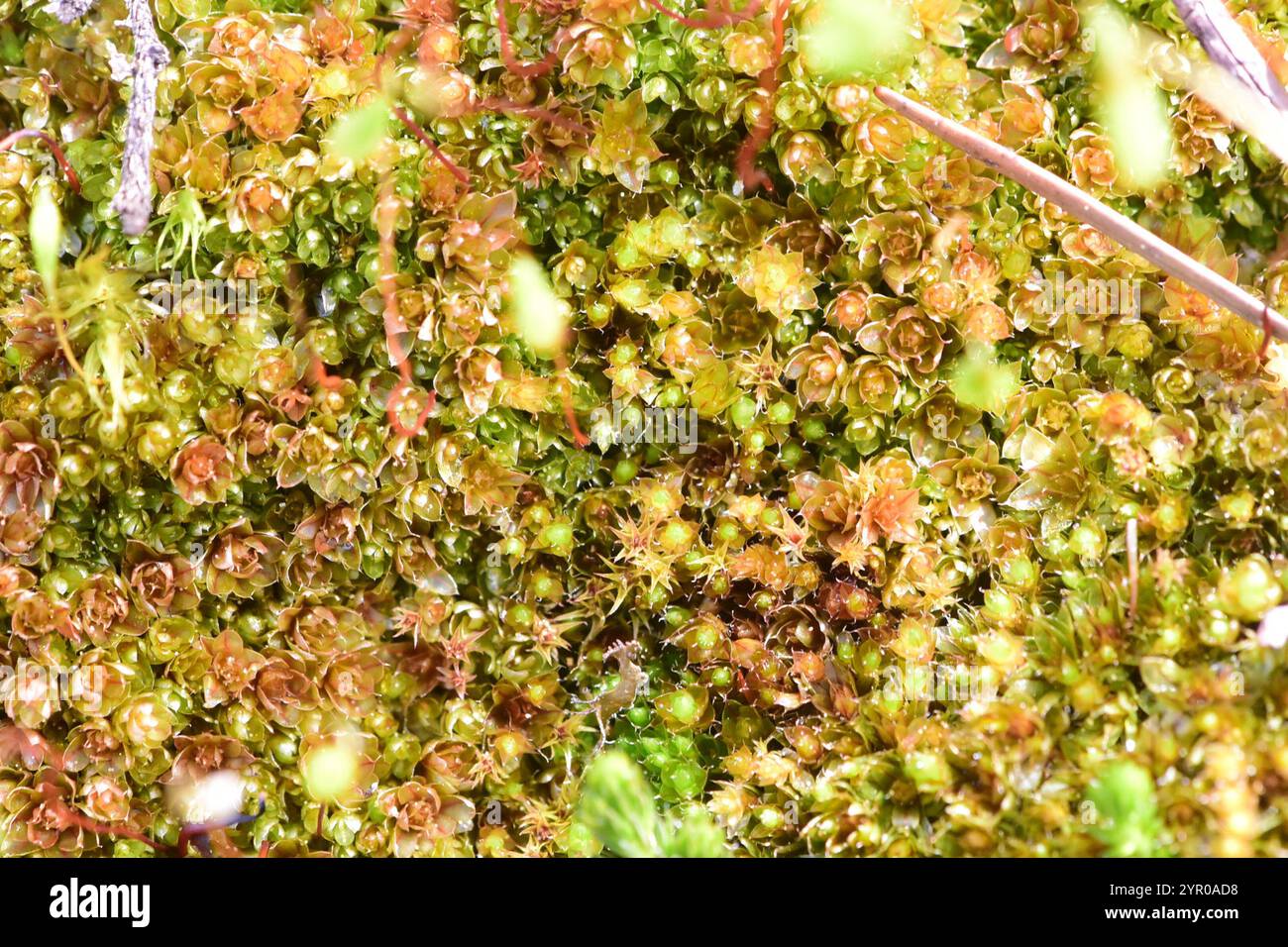 Capillary Thread-moss (Ptychostomum capillare Stock Photo - Alamy