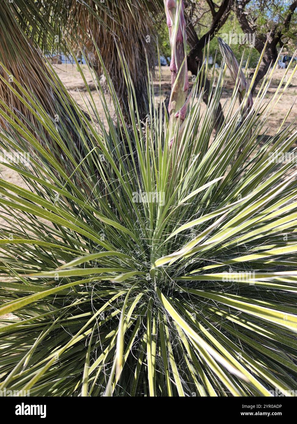 soaptree yucca (Yucca elata Stock Photo - Alamy