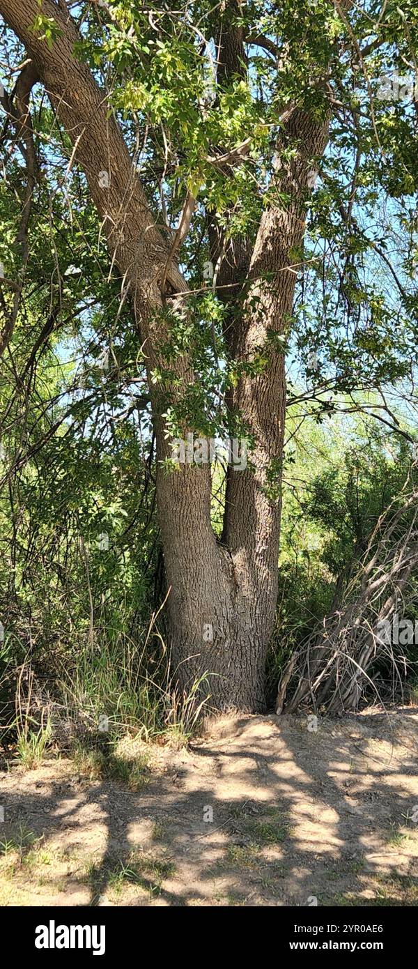 velvet ash (Fraxinus velutina Stock Photo - Alamy