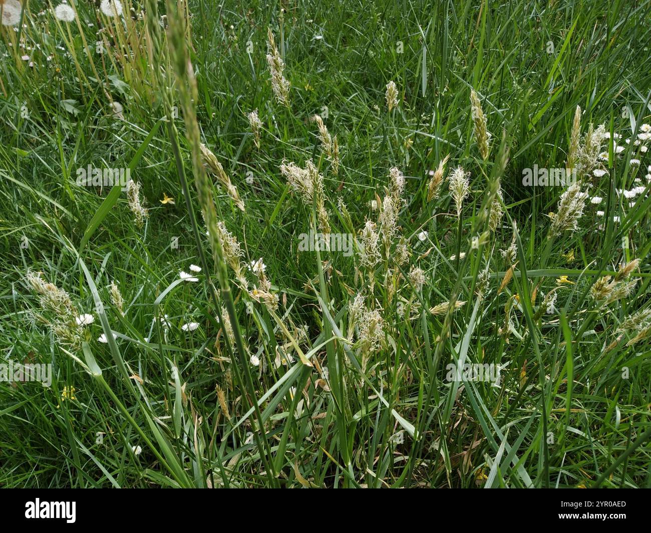 sweet vernal grass (Anthoxanthum odoratum Stock Photo - Alamy