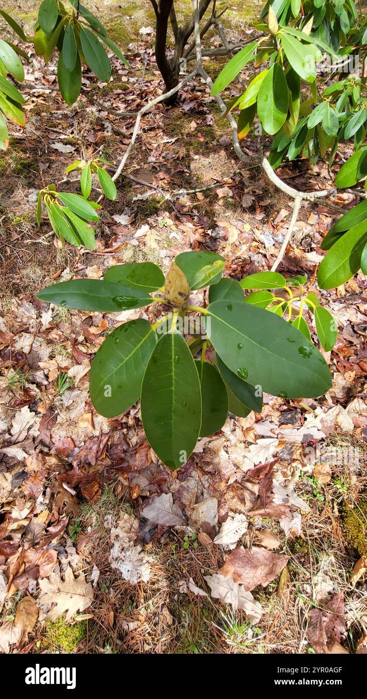 Common Rhododendron (Rhododendron ponticum Stock Photo - Alamy