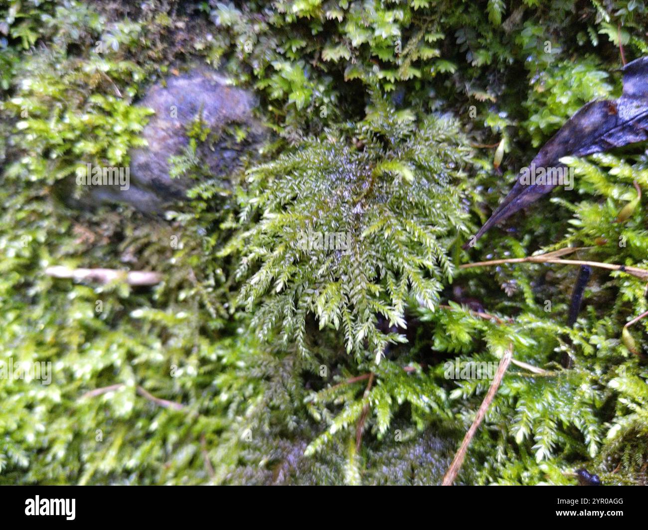 Fox-tail Feather-moss (Thamnobryum alopecurum Stock Photo - Alamy